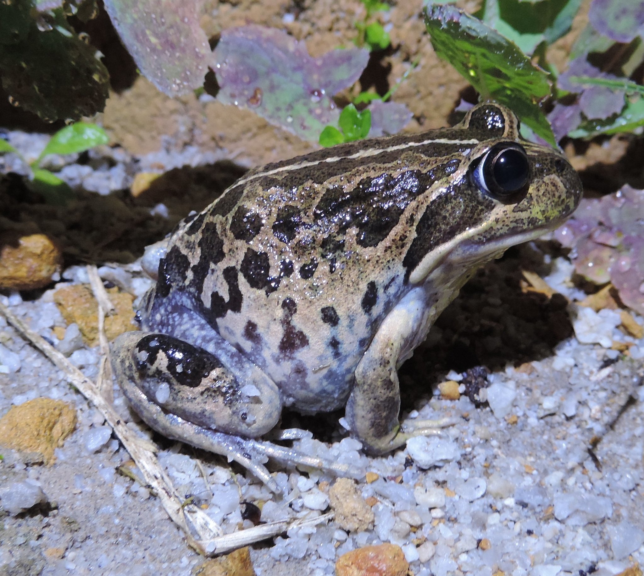 Western Banjo Frog (Limnodynastes dorsalis)