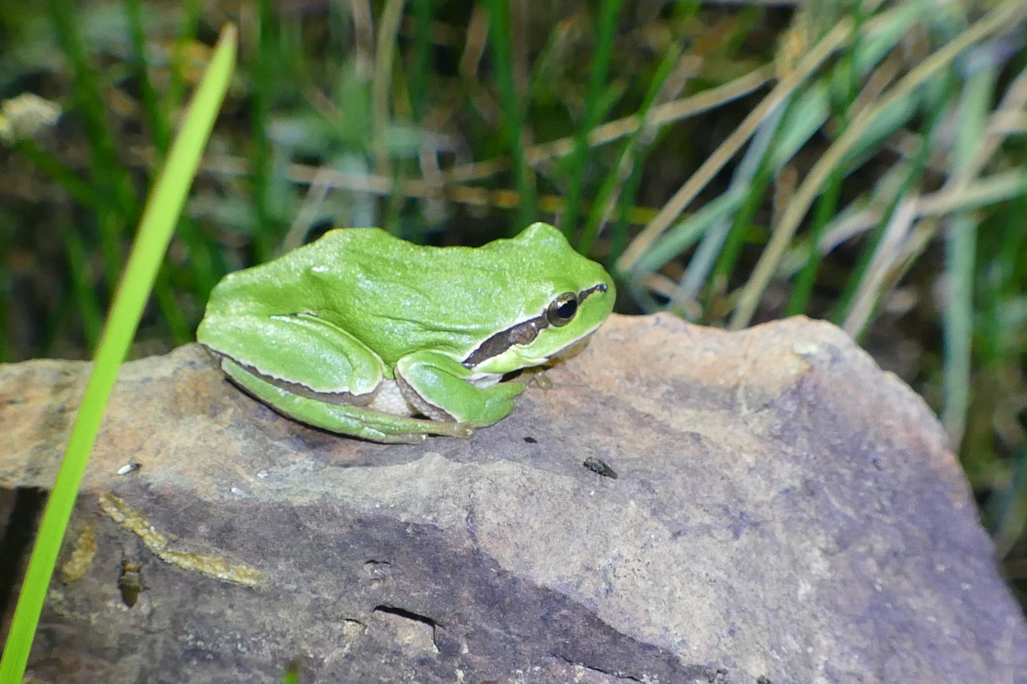 Iberian Tree Frog (Hyla molleri)