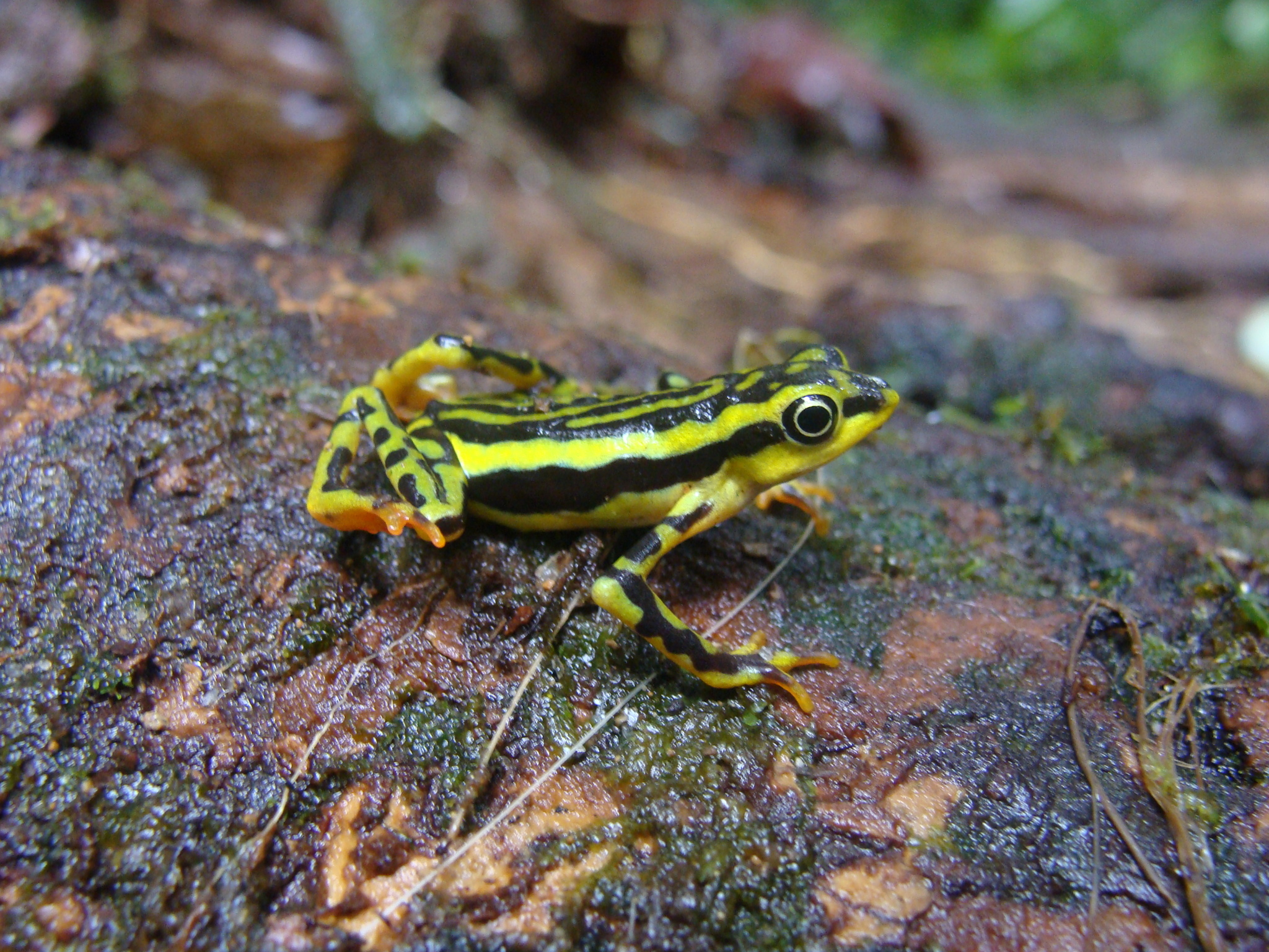 Elegant Stubfoot Toad (Atelopus elegans)