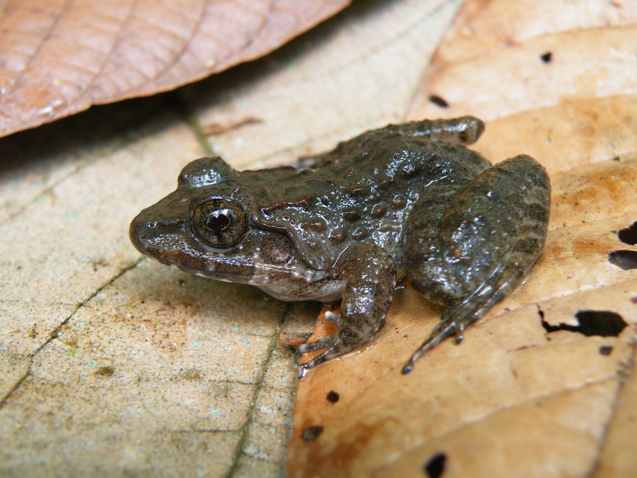 Mindanao Fanged Frog (Limnonectes magnus)