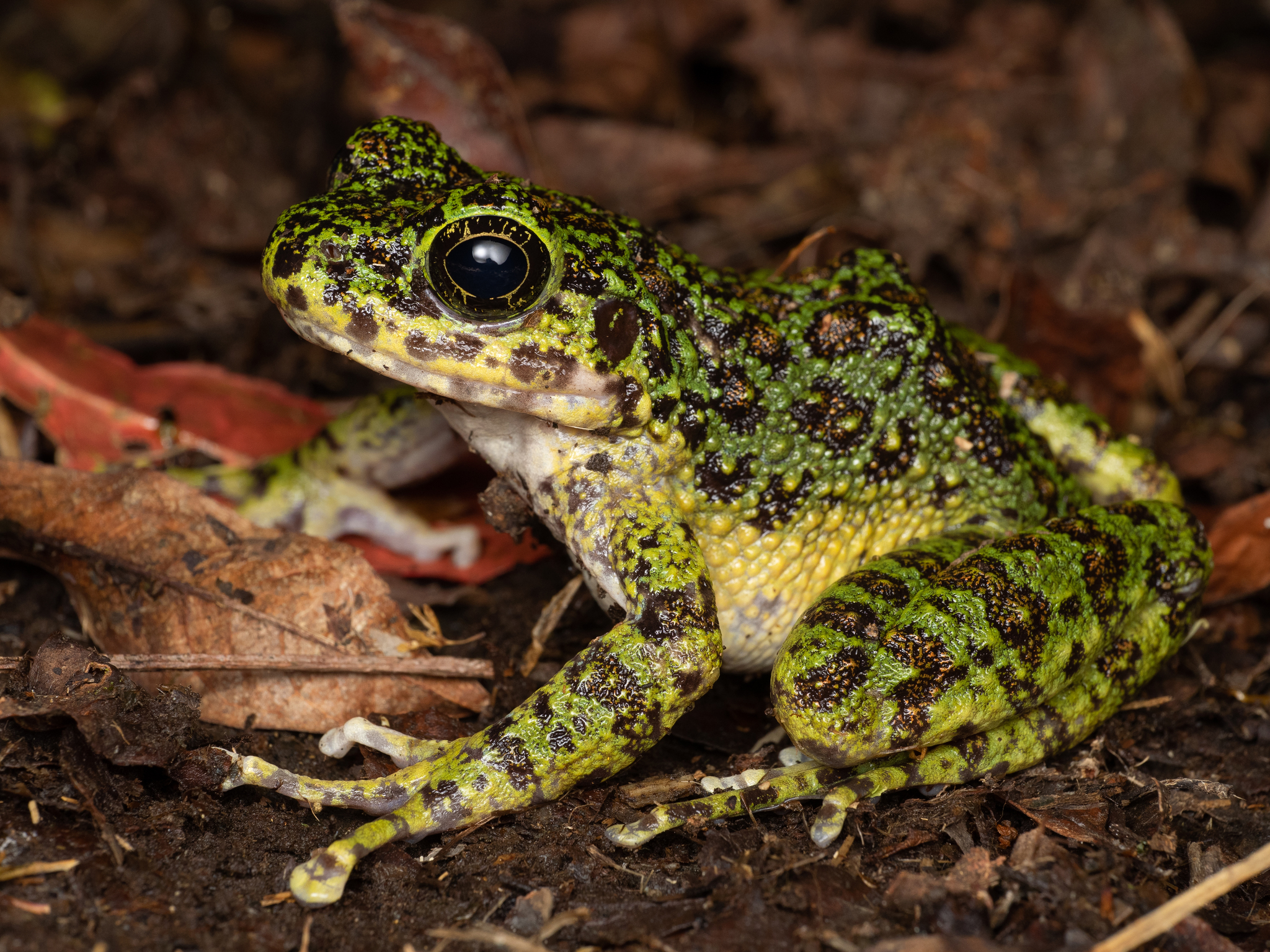 Amami Oshima Frog (Odorrana splendida)